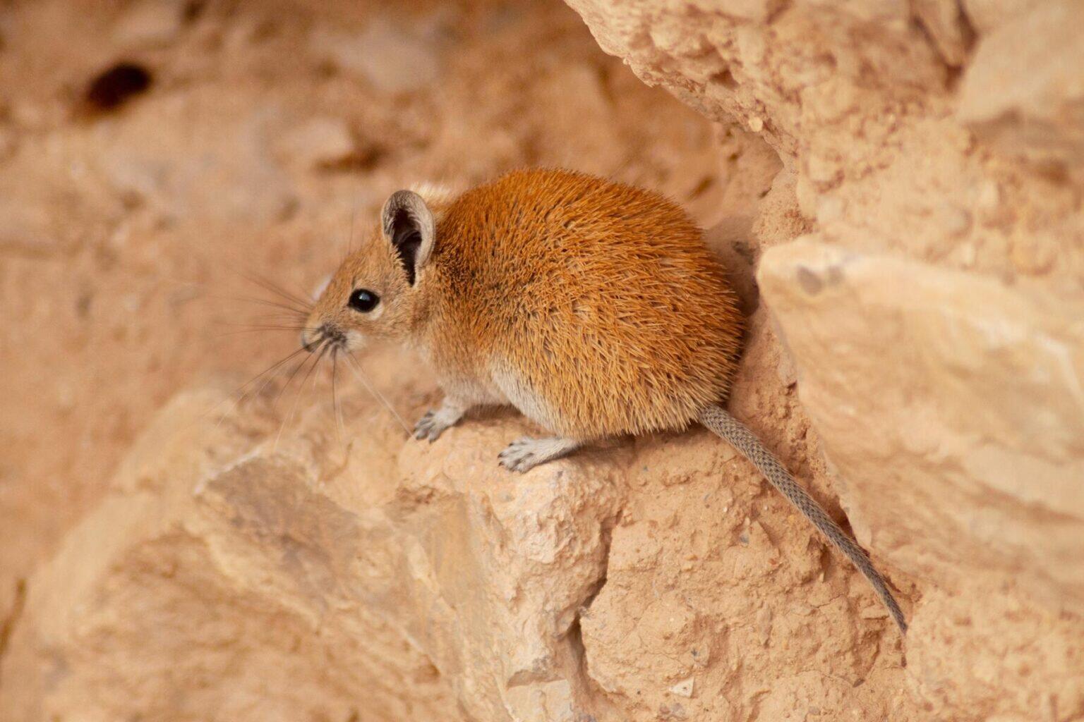 Coolest Nocturnal Animals Around The World coolest-nocturnal-animals-around-the-world