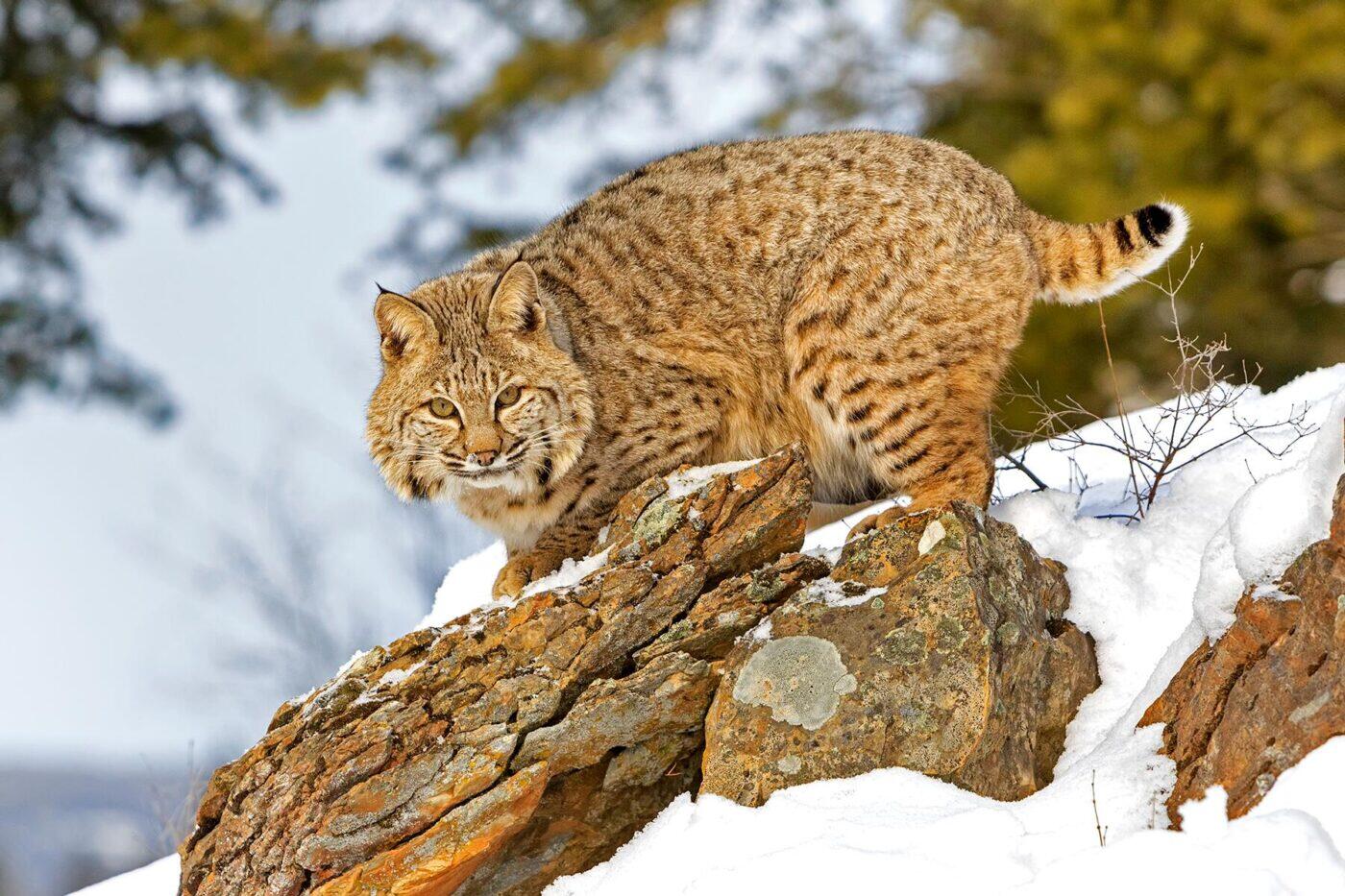 From Pint-Sized to King-Sized: Go Around the World in 10 Wild Cats