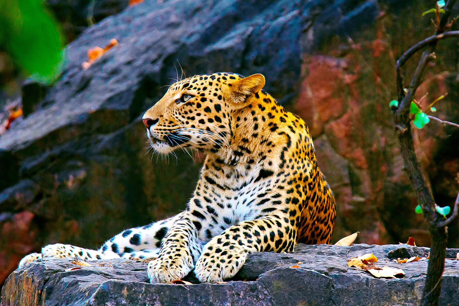 From Pint-Sized to King-Sized: Go Around the World in 10 Wild Cats