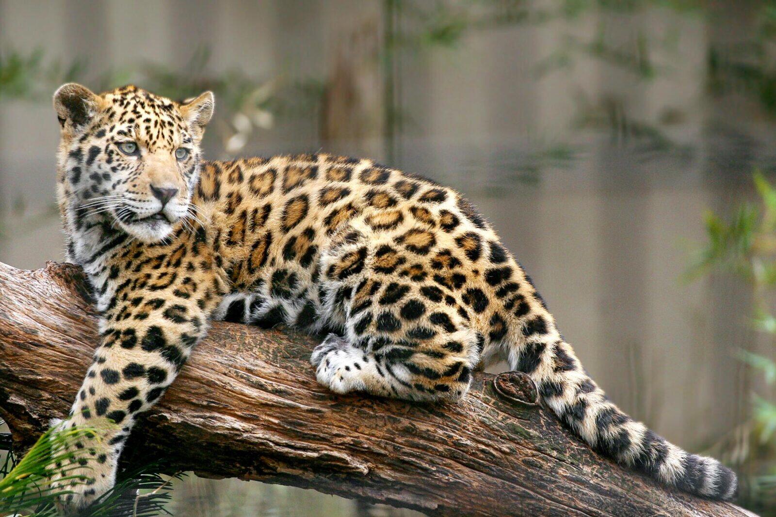 From Pint-Sized to King-Sized: Go Around the World in 10 Wild Cats