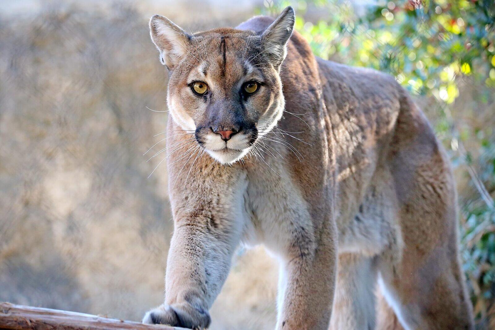From Pint-Sized to King-Sized: Go Around the World in 10 Wild Cats