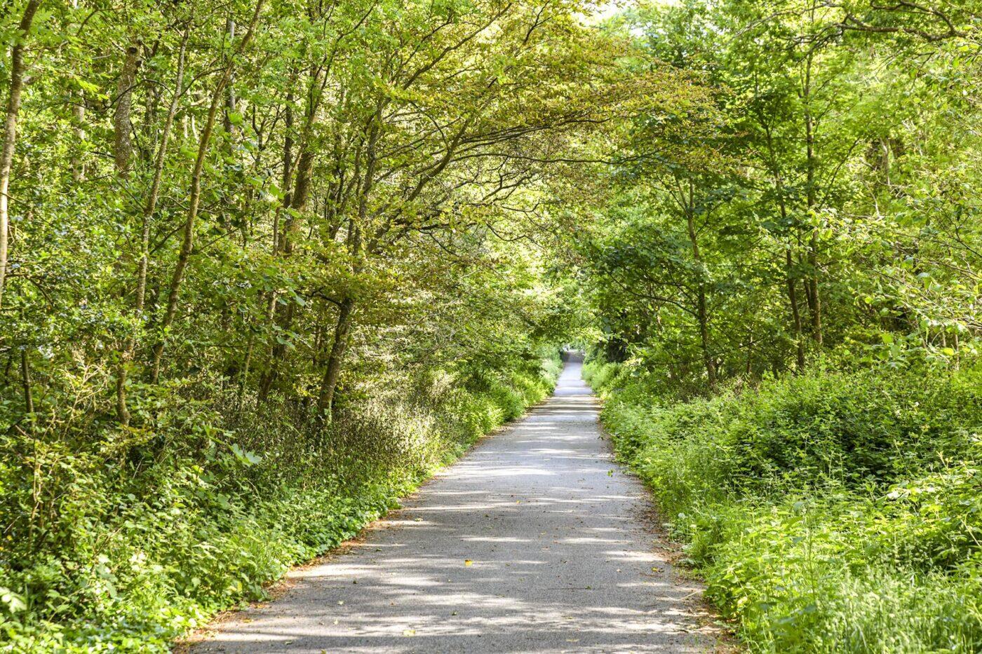 Sidhe Fairies Are Truly Part of Irish Mythology, Not Leprechauns