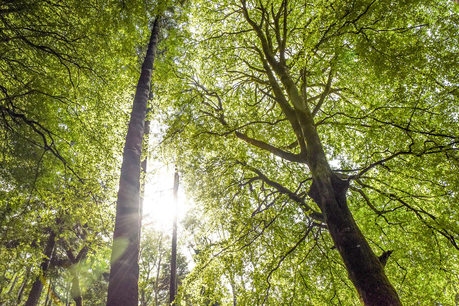 Sidhe Fairies Are Truly Part of Irish Mythology, Not Leprechauns