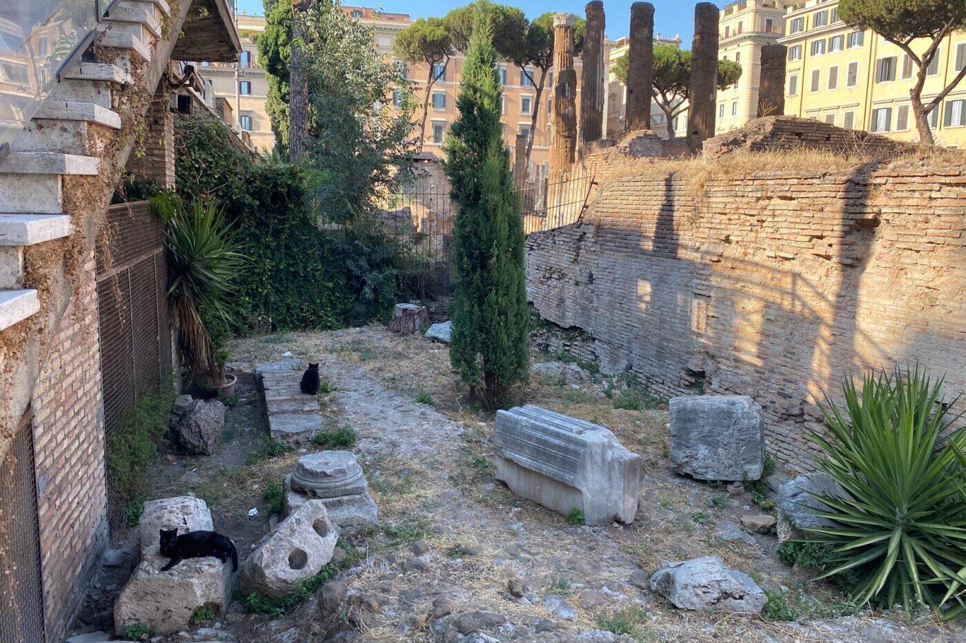 The Cat Ladies of Rome and Their Feline Sanctuary at the Largo di Torre ...