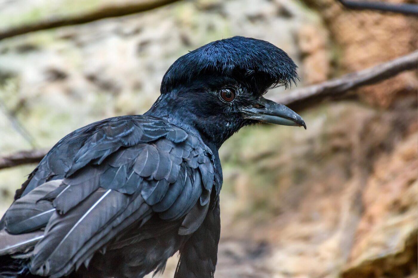 11 Weirdest Birds Around The World 11-weirdest-birds-around-the-world