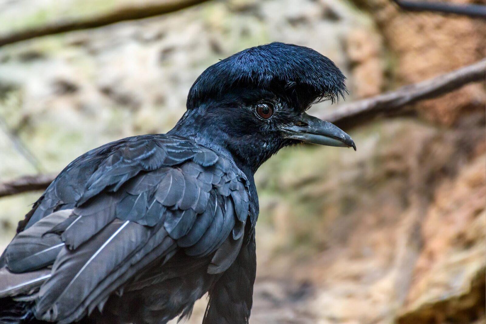 11 Weirdest Birds Around the World