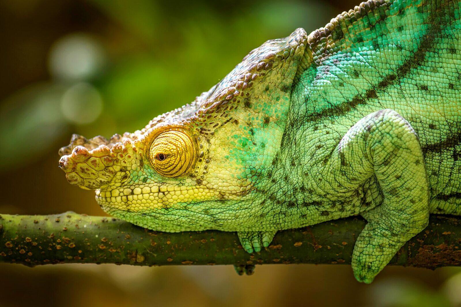 A Tour of Weird Lizards From Around the World