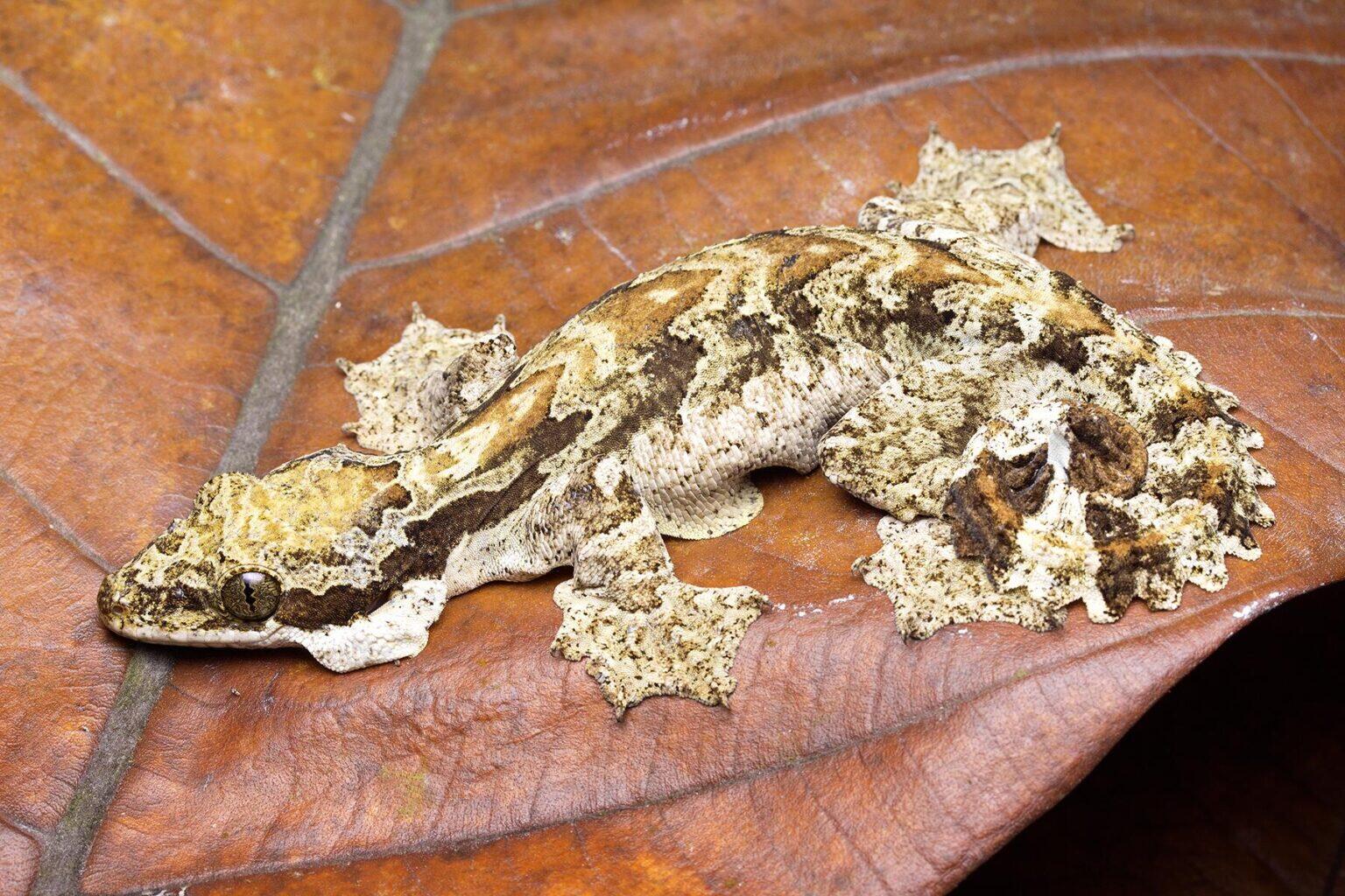 A Tour of Weird Lizards From Around the World