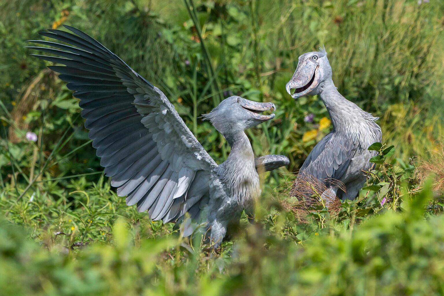 11 Weirdest Birds Around the World