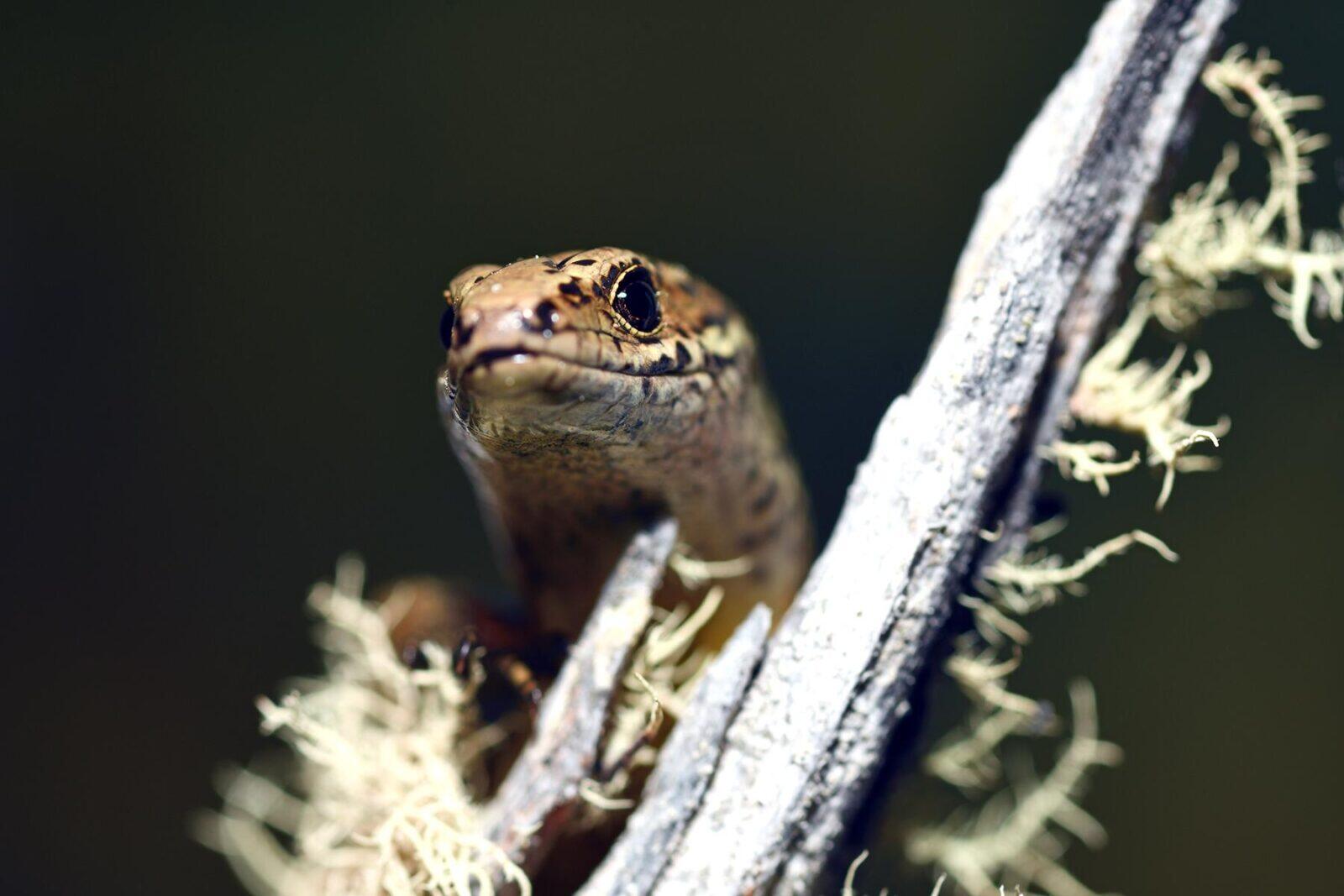 A Tour of Weird Lizards From Around the World
