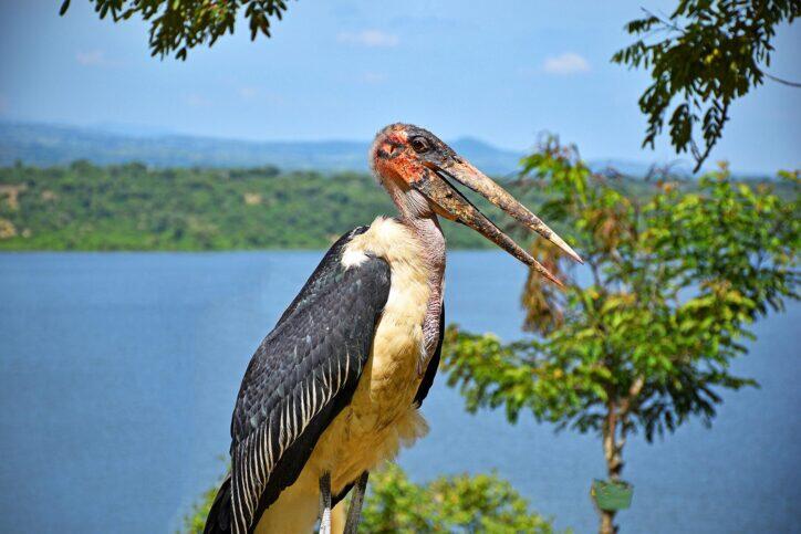 11 Weirdest Birds Around the World