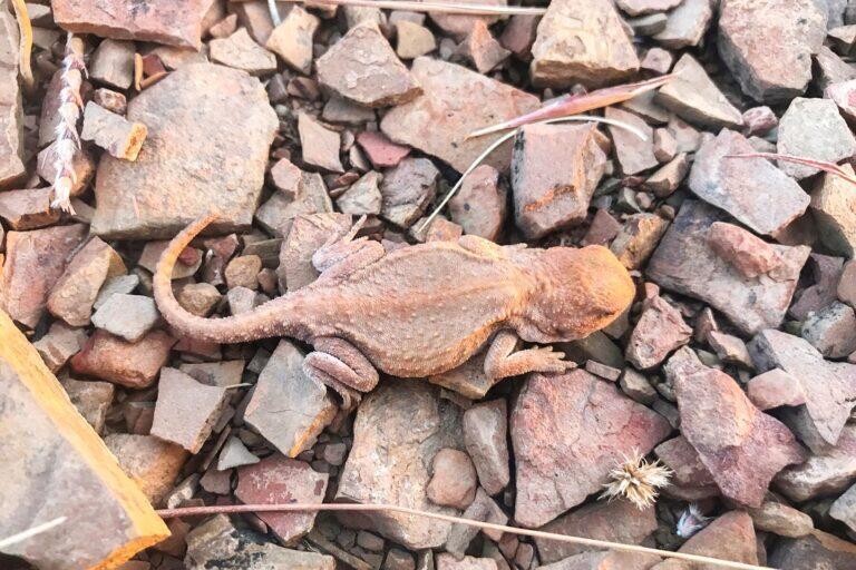 A Tour of Weird Lizards From Around the World