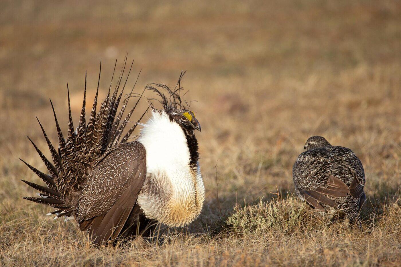 11 Weirdest Birds Around the World
