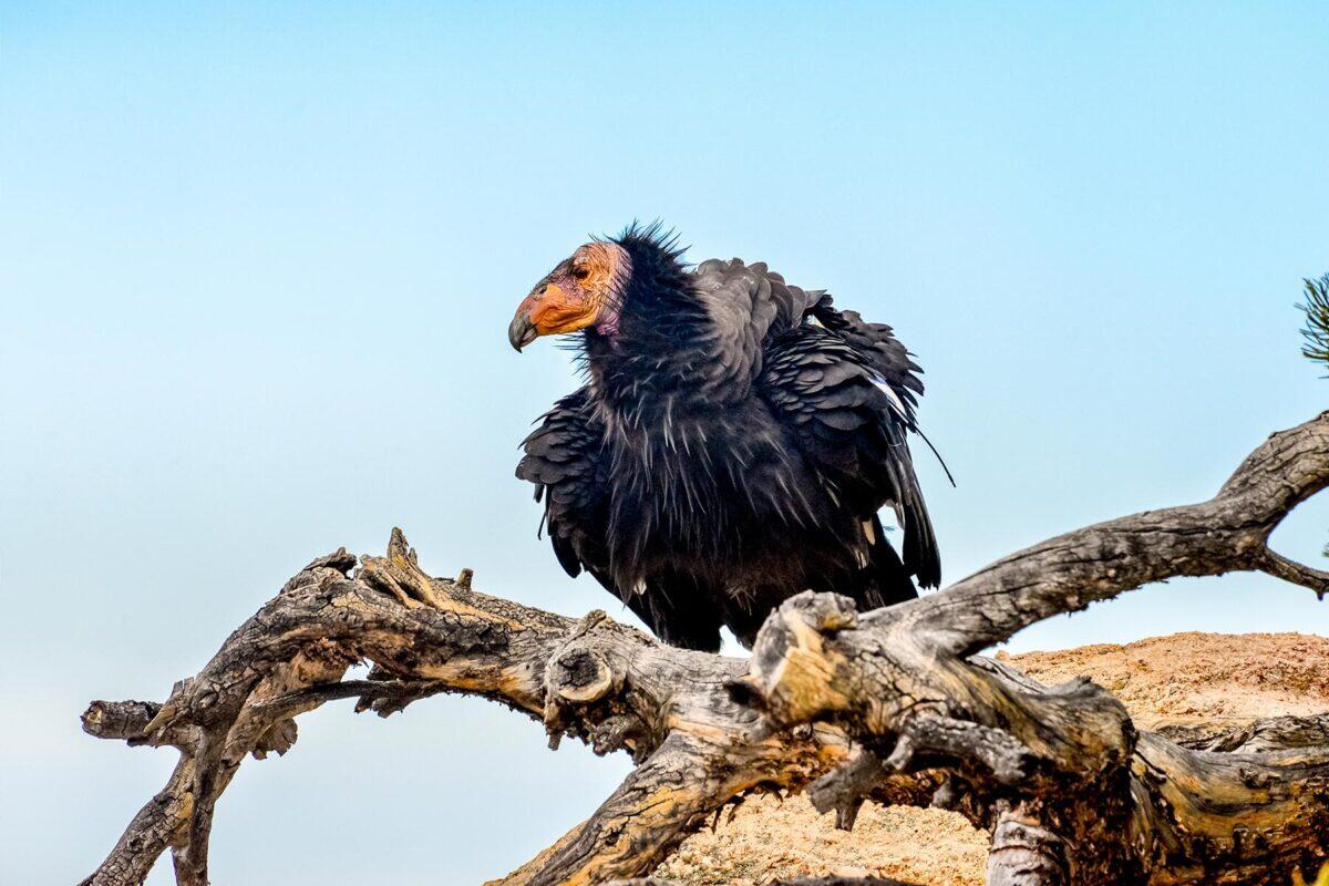 11 Weirdest Birds Around the World