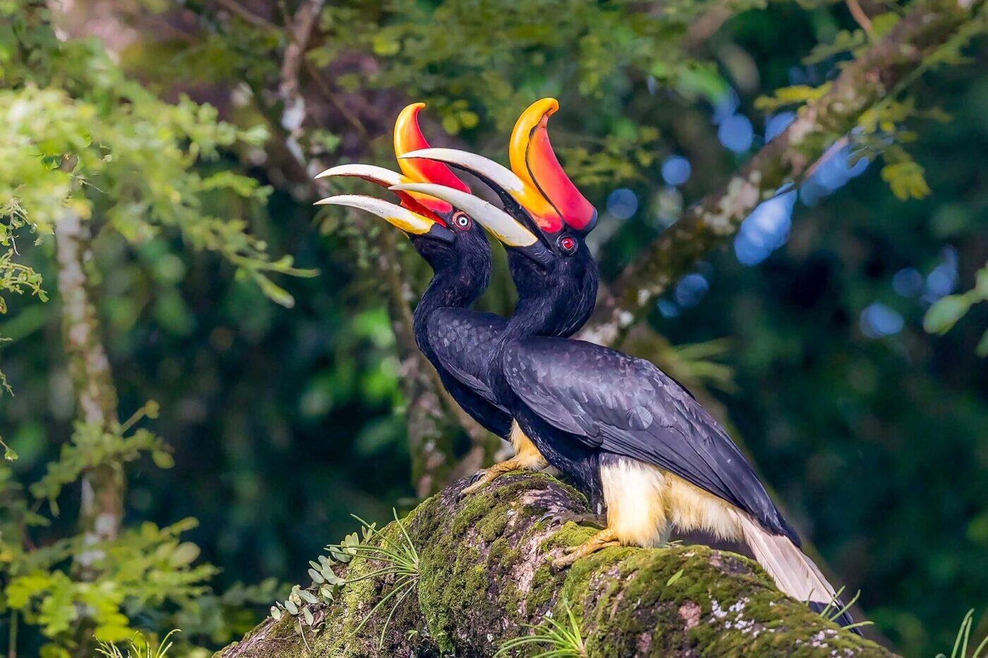 11 Weirdest Birds Around the World