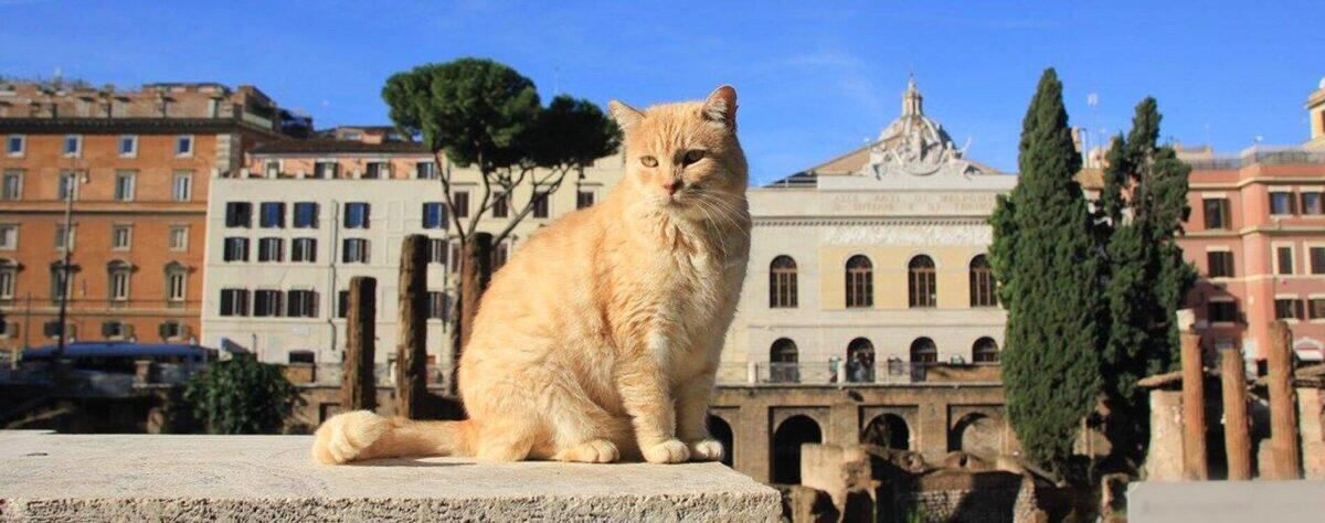 The Cat Ladies of Rome and Their Feline Sanctuary at the Largo di Torre ...