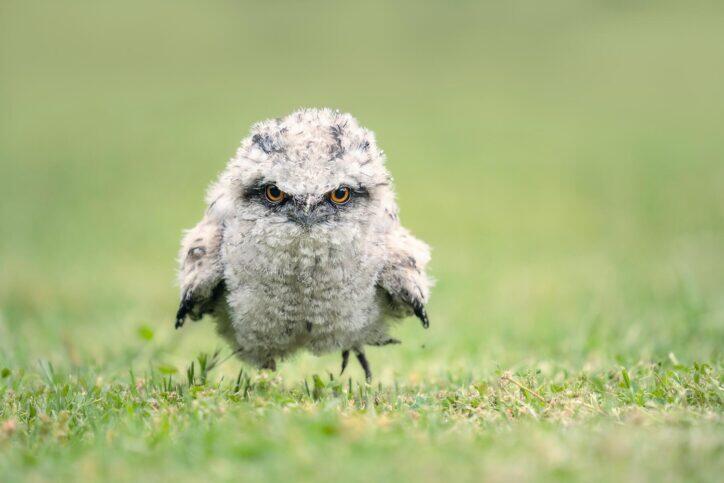 11 Weirdest Birds Around the World