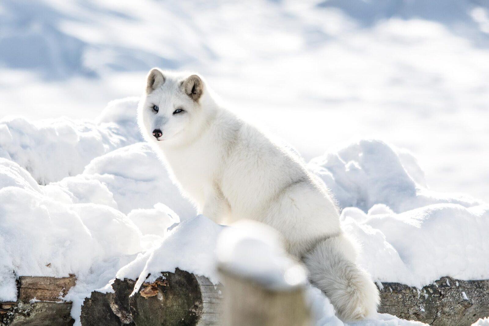 10 Animals of the North Pole