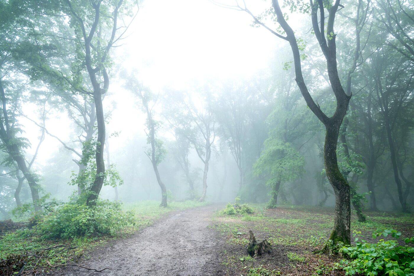 The Scariest and Most Haunted Forests on the Planet