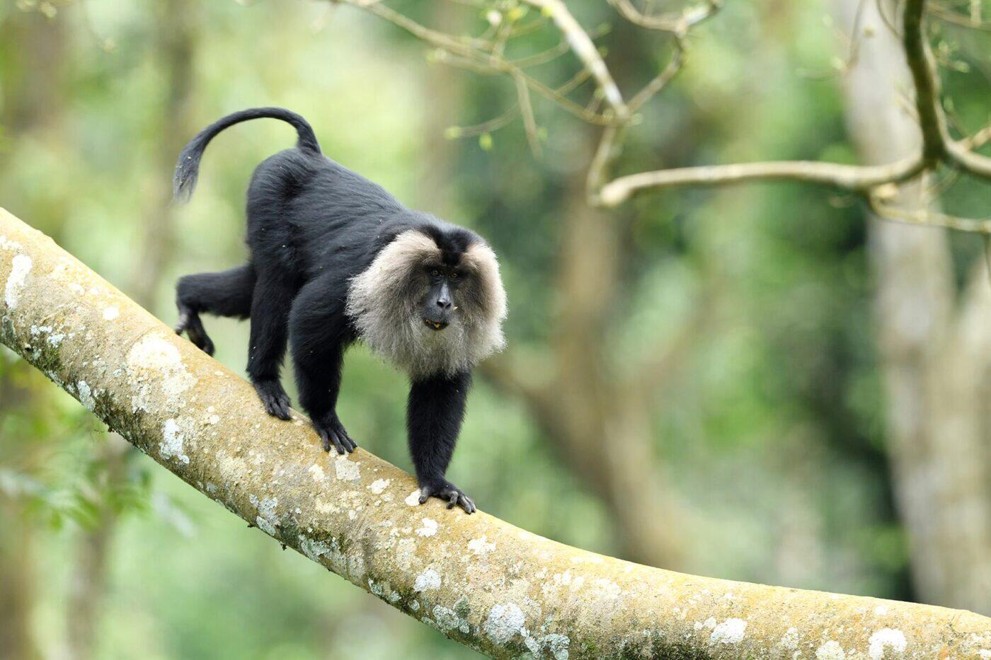 What Are the Most Unique Animals in India?