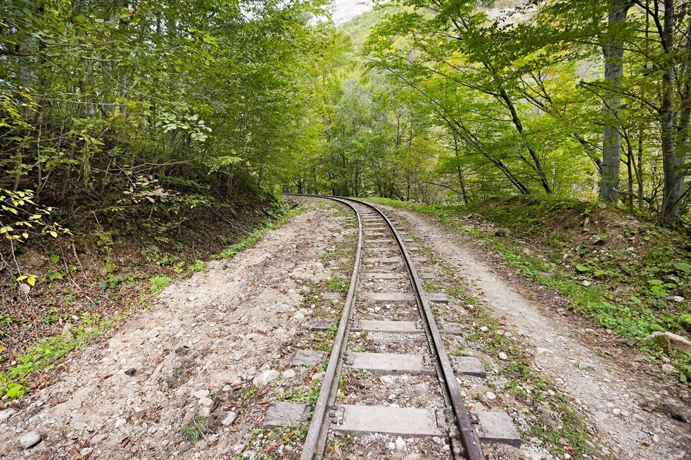 The Scariest and Most Haunted Forests on the Planet