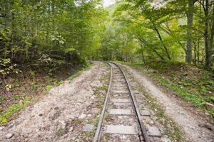 The Scariest and Most Haunted Forests on the Planet
