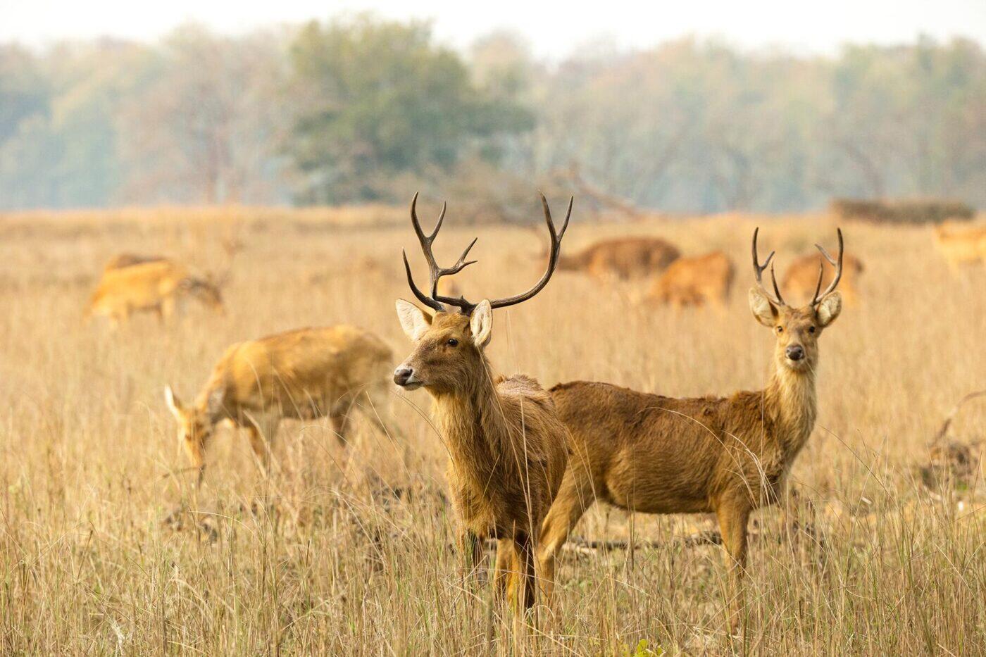 What Are the Most Unique Animals in India?