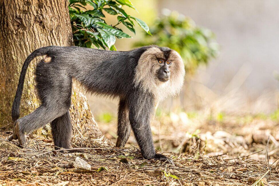 What Are the Most Unique Animals in India?