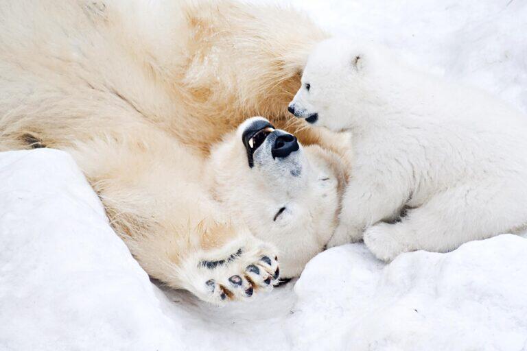 10 Animals of the North Pole