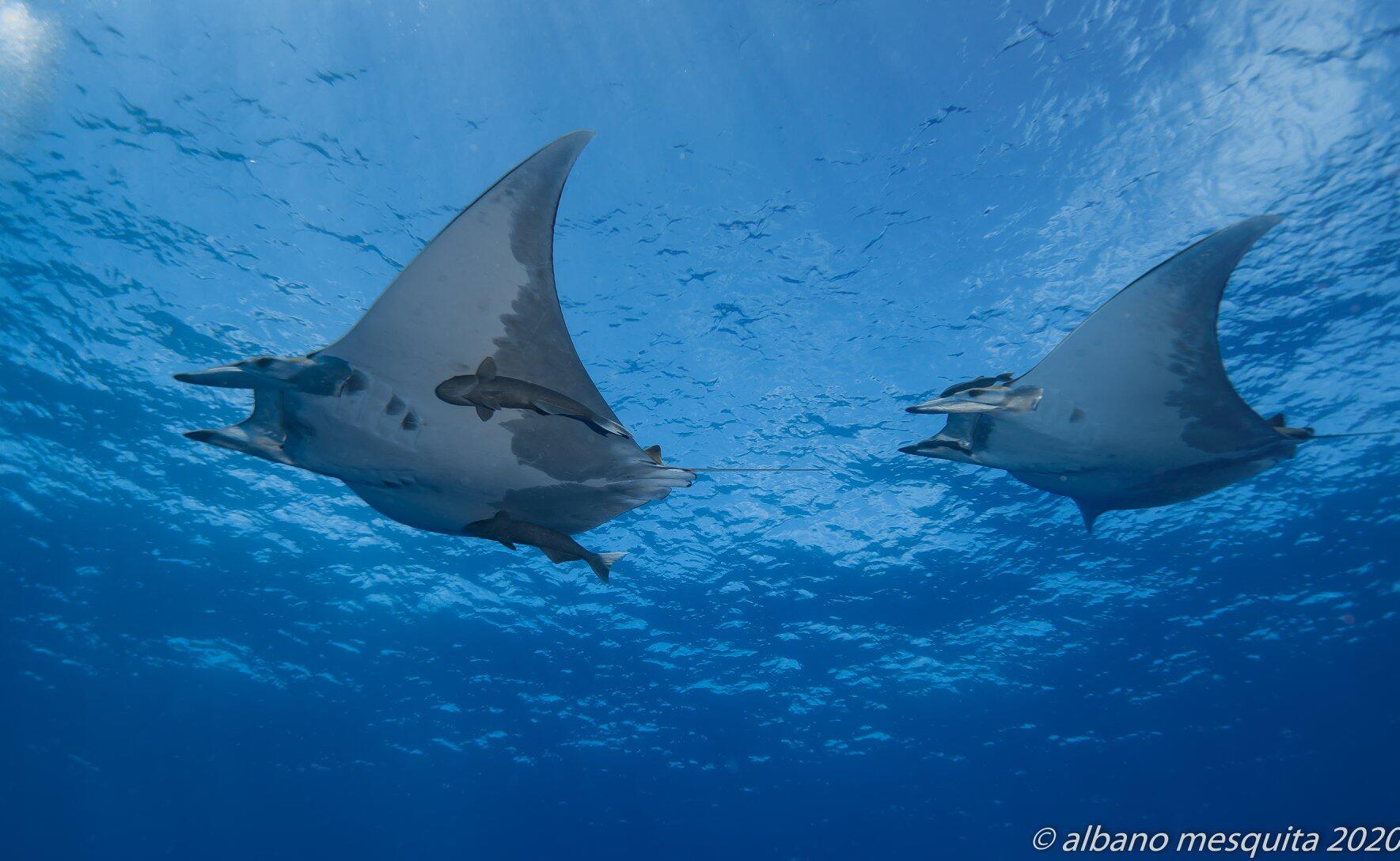 I Explored Portugal During COVID Through Its Best Dive Spots