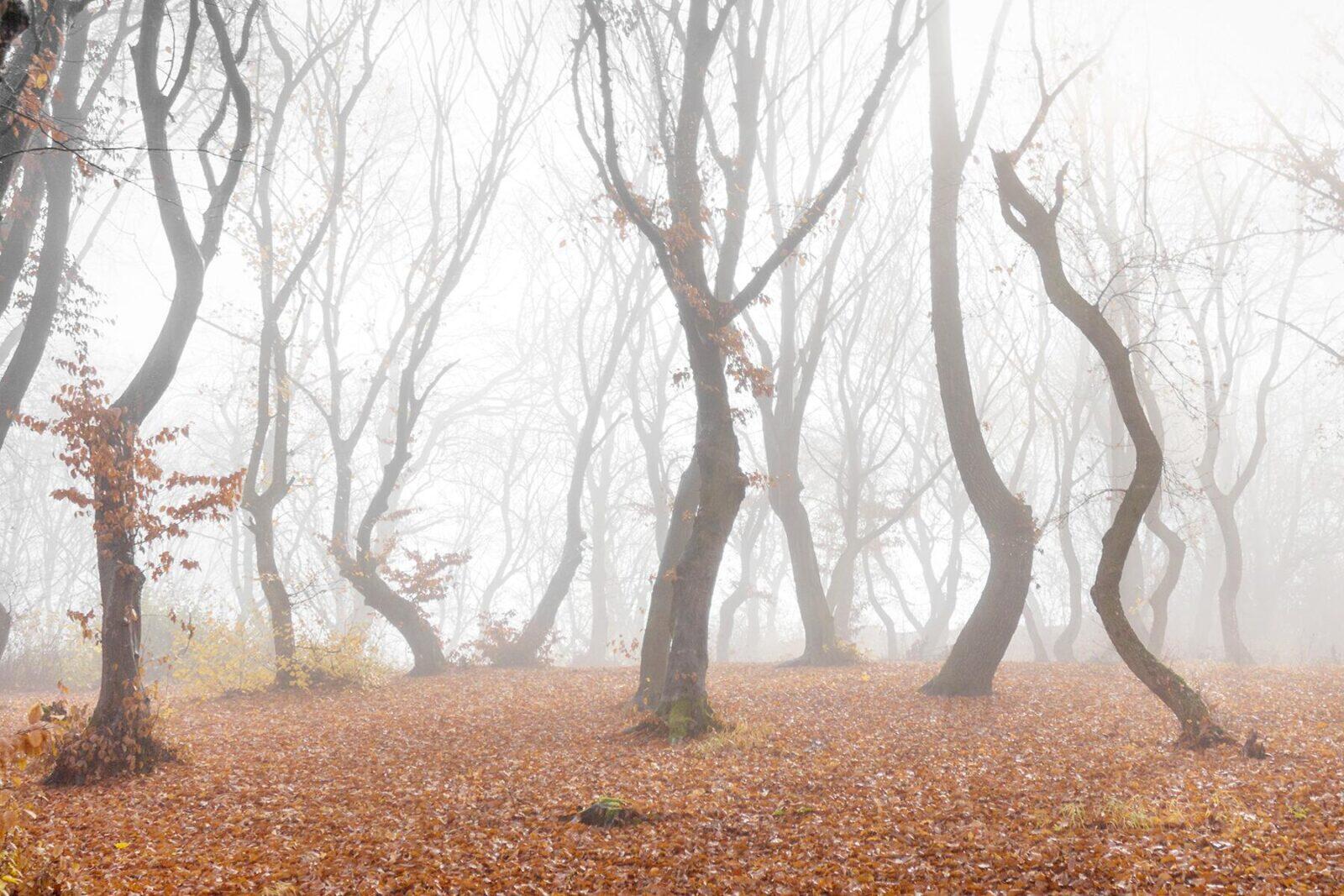 The Scariest and Most Haunted Forests on the Planet
