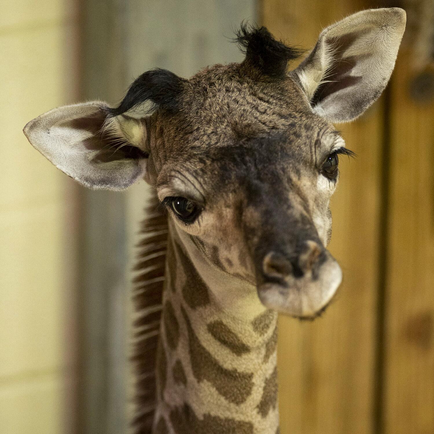 Disney World's Animal Kingdom Welcomes New Babies