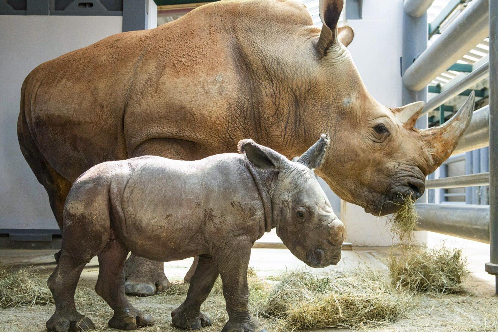 Disney World's Animal Kingdom Welcomes New Babies