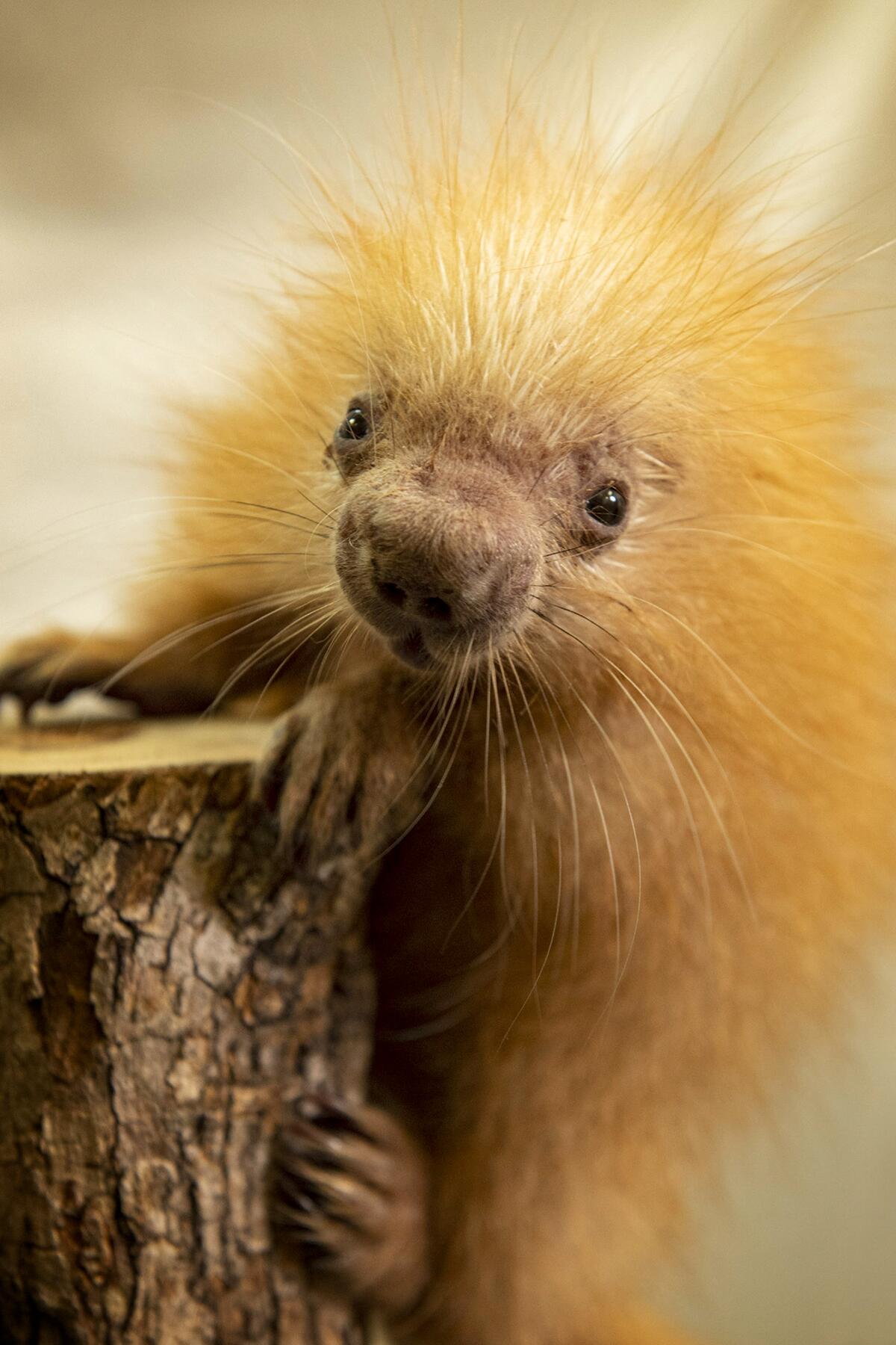 Disney World's Animal Kingdom Welcomes New Babies