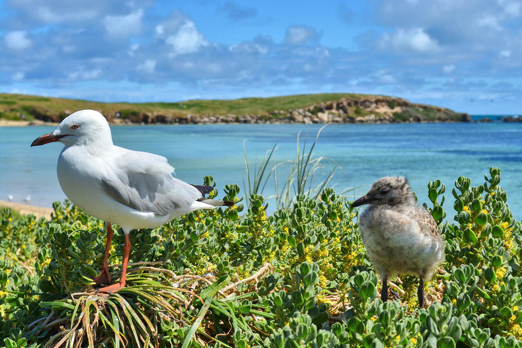 Perth's Penguin Island Offers Unparalleled Beauty and a Fascinating History