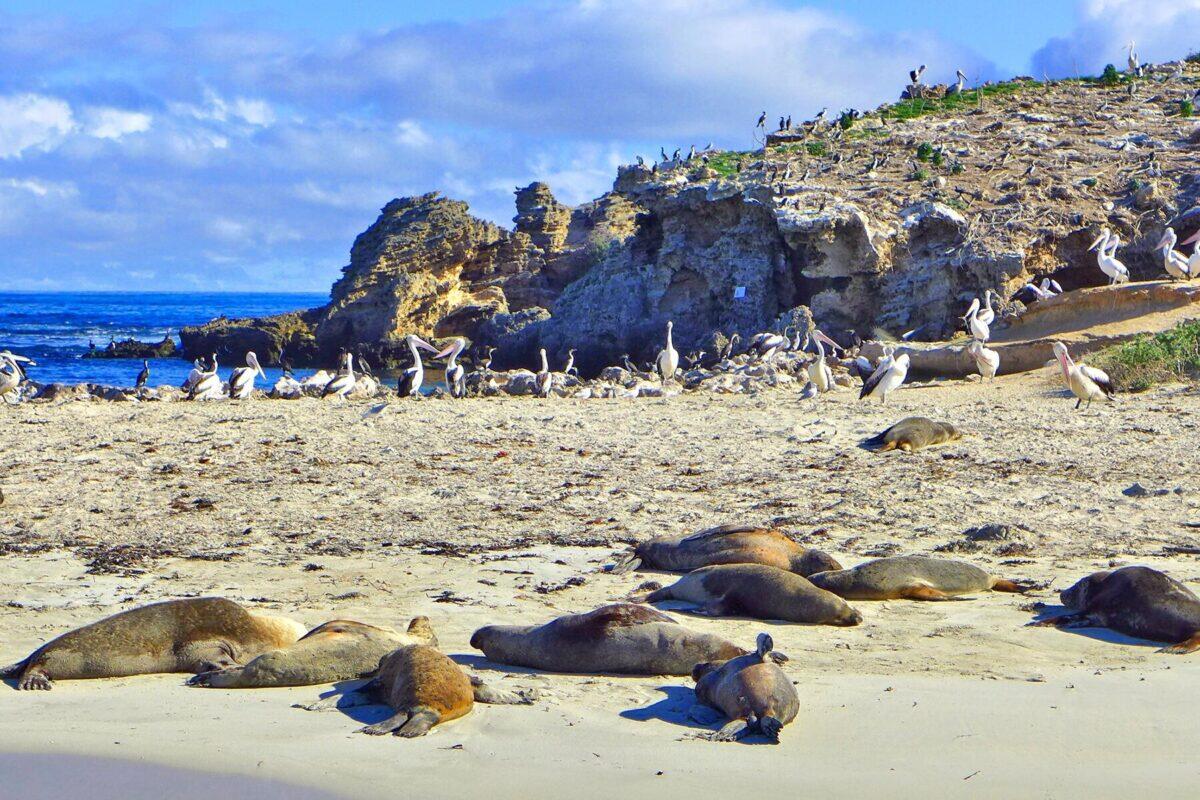 Perth's Penguin Island Offers Unparalleled Beauty and a Fascinating History
