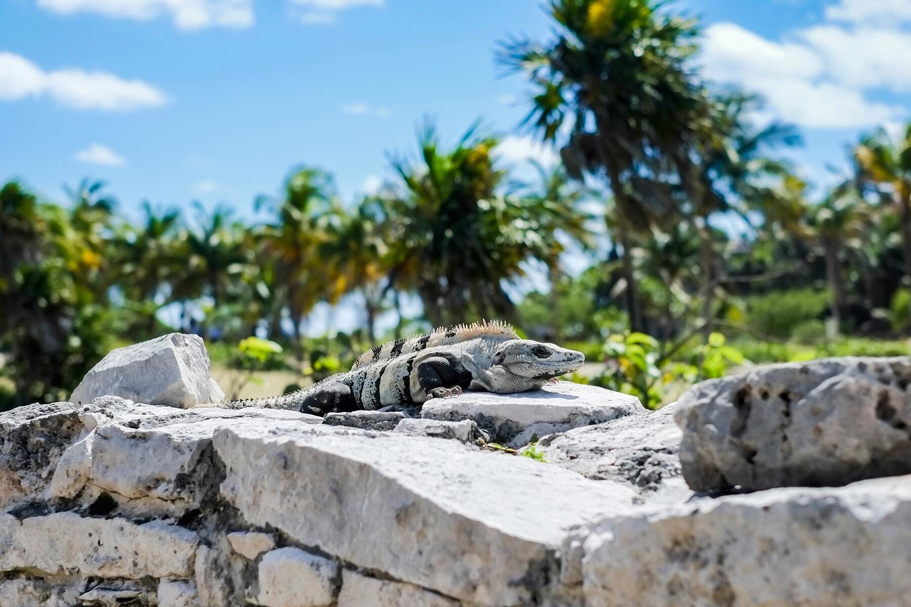 The Coolest Animals That You Can Find in the Yucatan, Mexico