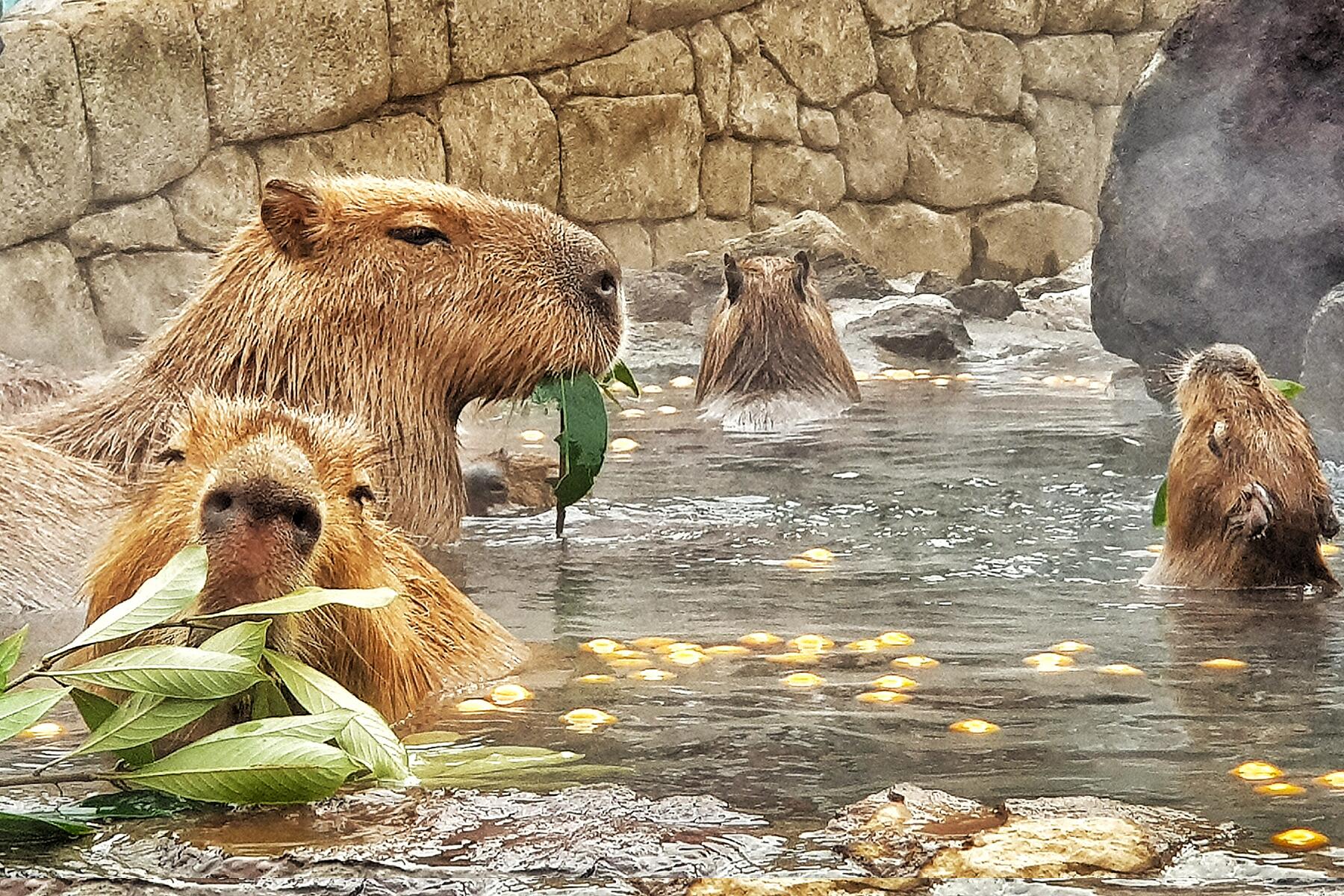 This Dog-Sized Rodent, the Capybara, Is Your New Favorite Animal