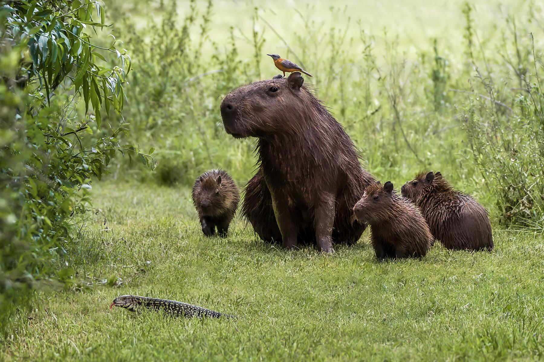 This Dog-Sized Rodent, the Capybara, Is Your New Favorite Animal