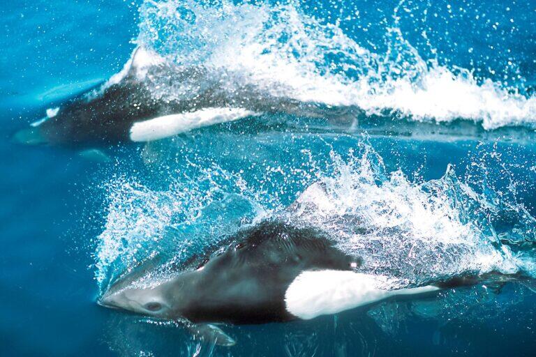 Wildlife and Sea Life That Live Off California's Coast