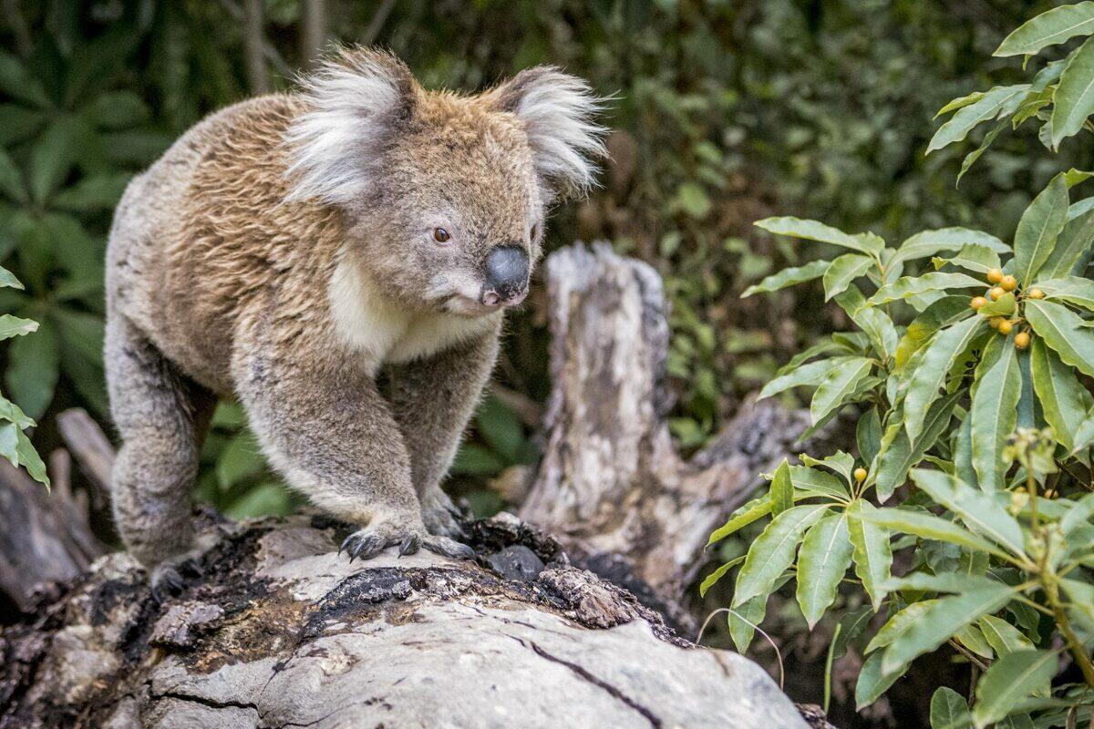 What Happened to the Australian Bushfire Koalas?