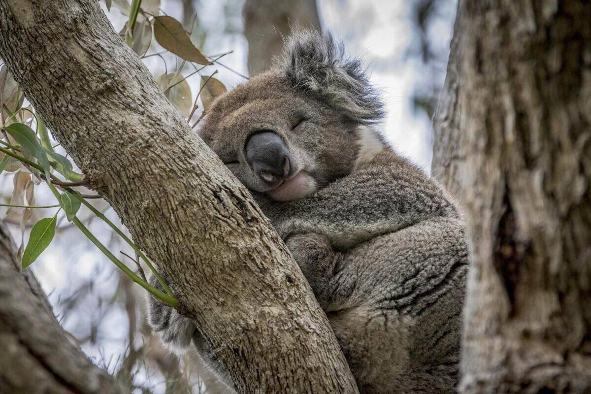 What Happened to the Australian Bushfire Koalas?