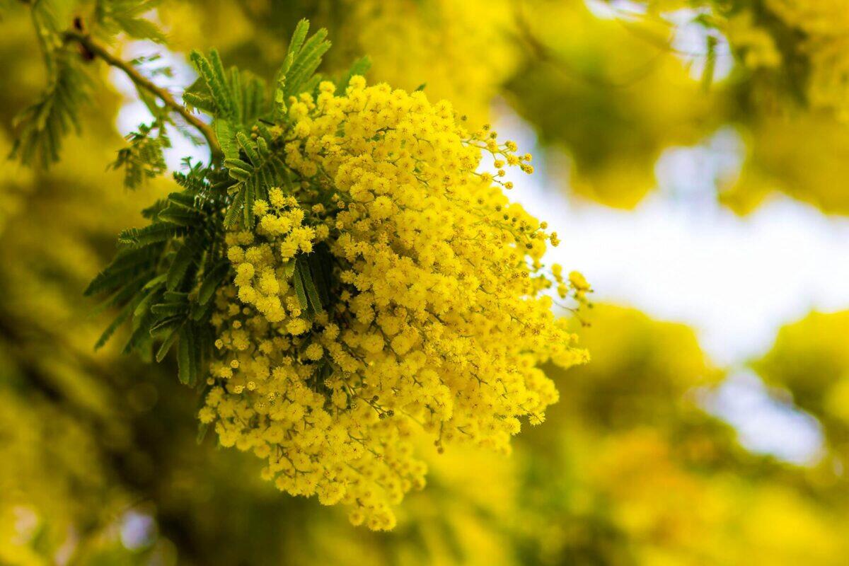 The History Behind Italy's Mimosa