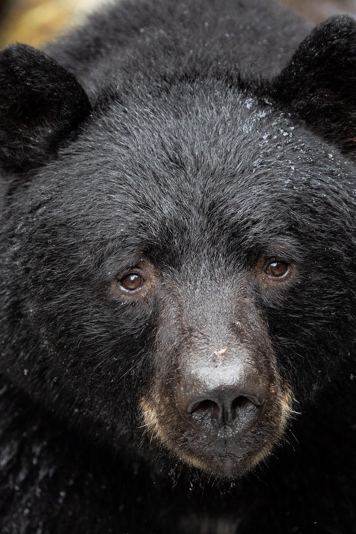 A Journey To Find the Rarest Bear in the World, the Spirit Bear of ...