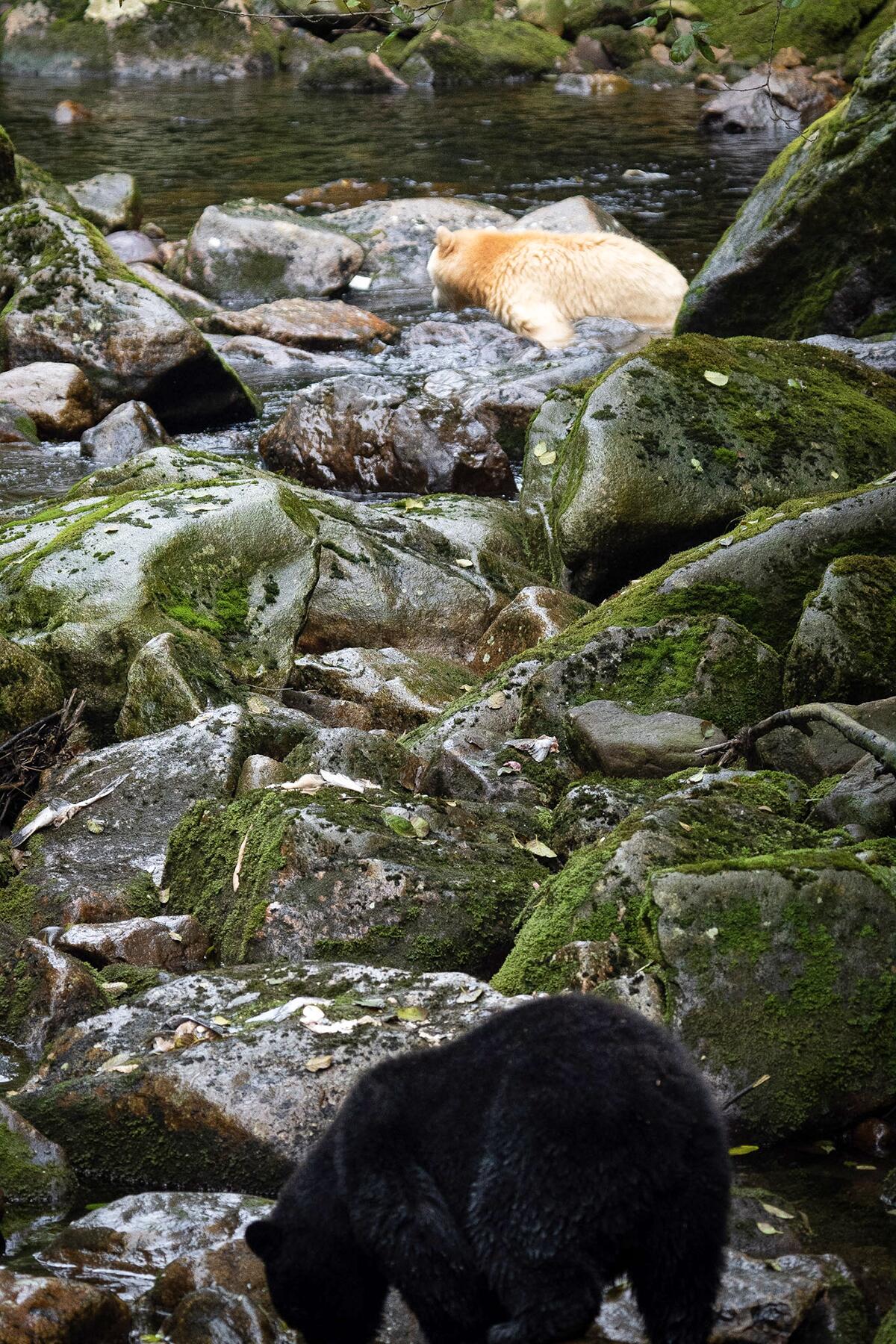 A Journey To Find the Rarest Bear in the World, the Spirit Bear of ...