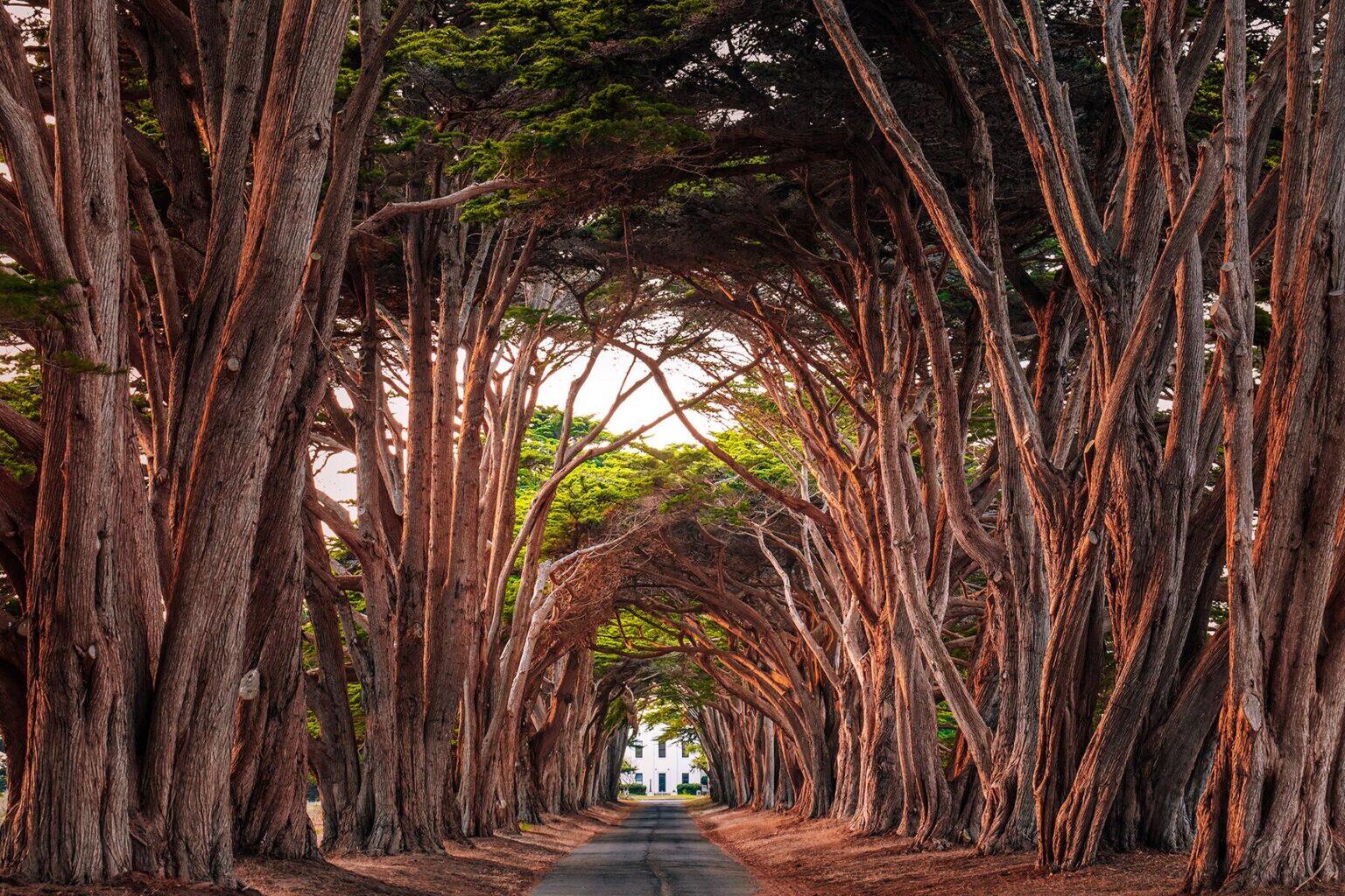 9 Terrific Tree Tunnels Around the World