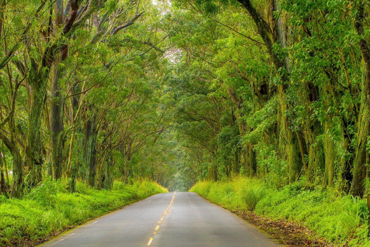 9 Terrific Tree Tunnels Around the World