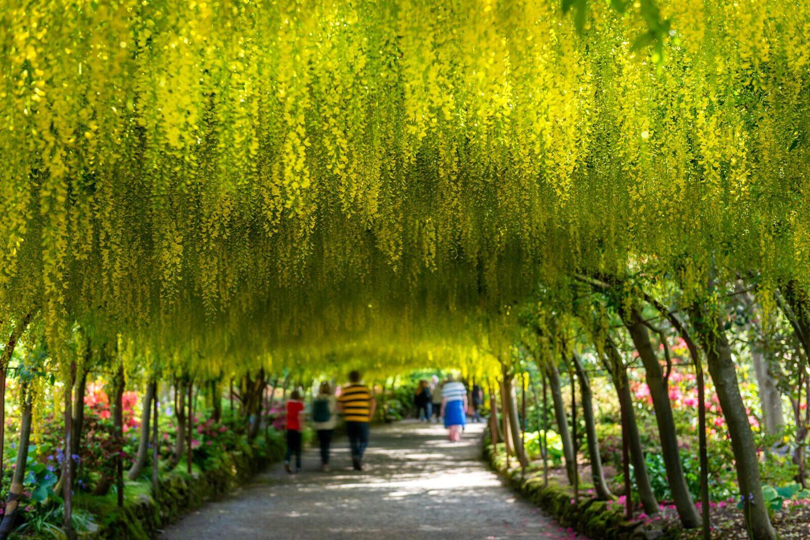 9 Terrific Tree Tunnels Around the World