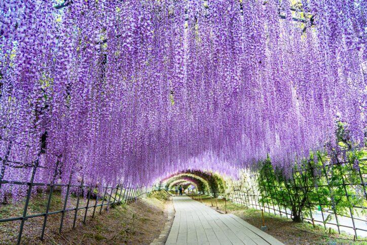 9 Terrific Tree Tunnels Around the World