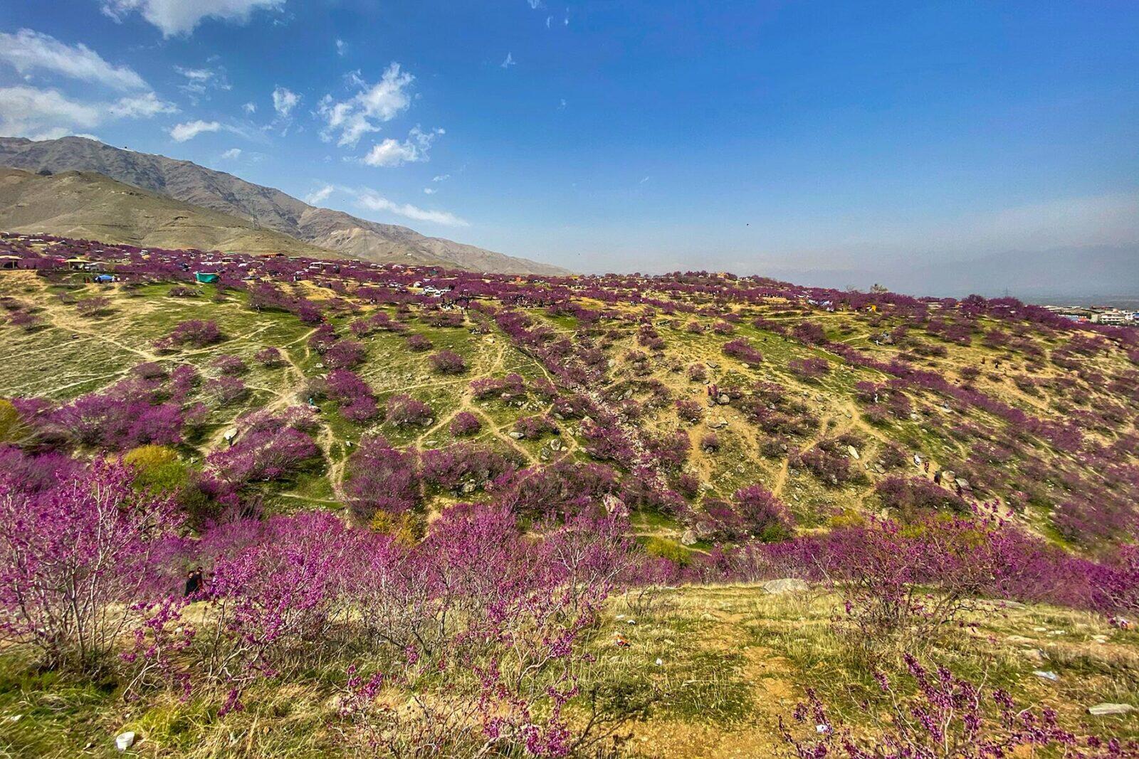 We Visited Parwan in Afghanistan to See Golghondi Hill Bloom